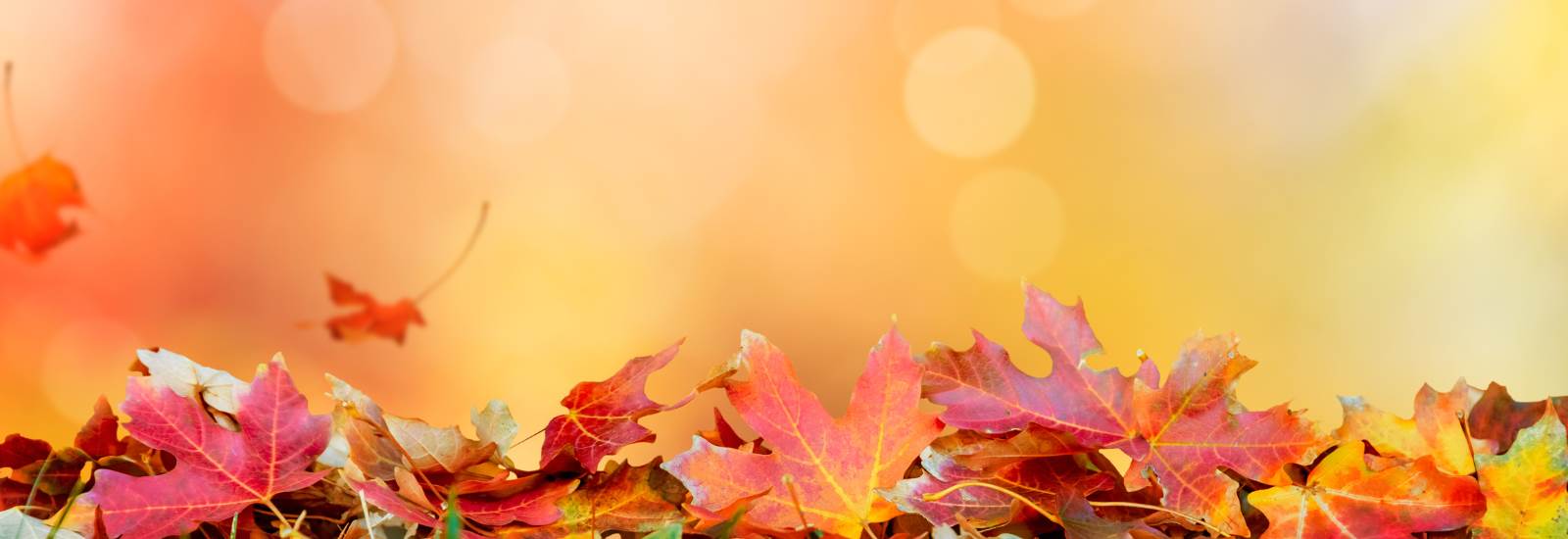 Autumn Hotel Breaks UK | Autumn Chester | Autumn Breaks…
