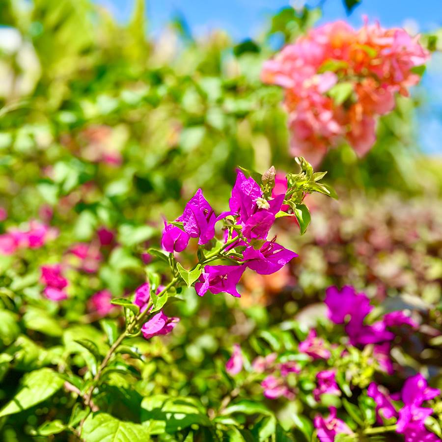 Botanic Tour & Tropical Garden | Spice Garden Zanzibar